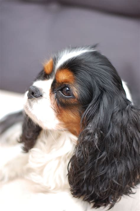 How To Groom A Cavalier King Charles Spaniel Artofit