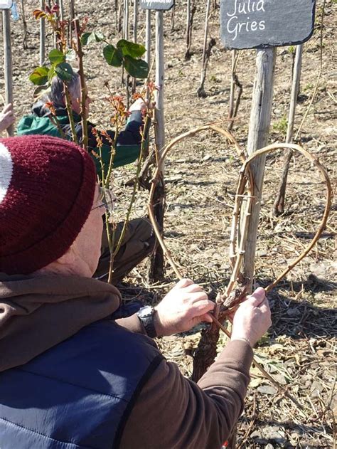 Binden Der Reben Zum Moselherz