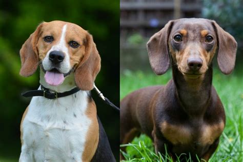 Beagle Dachshund Mix Doxle Breed Information