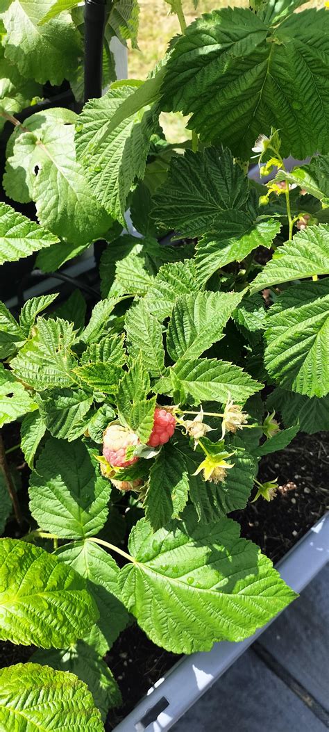 Hydroponic Raspberry Rhydroponics