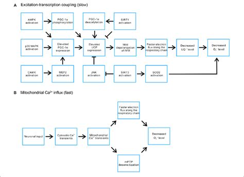 Exercise Induced Signaling Pathways Regulate Mitochondrial Ros Level Download Scientific