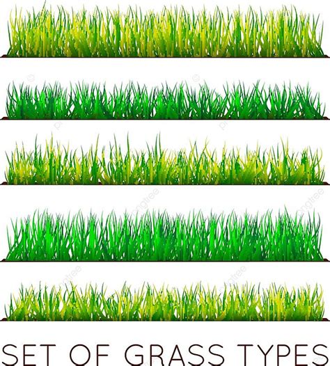 Collection Of White Background Isolated Green Grass Backgrounds Vector