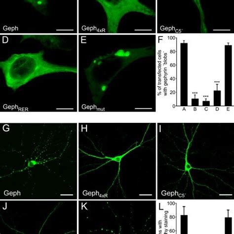 Synaptic Targeting Of Mutant Gephyrin Proteins In Transfected