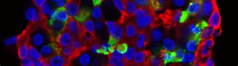 Sander Lab Max Delbrück Center