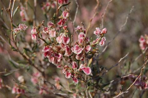 Atraphaxis Decipiens · Inaturalist United Kingdom