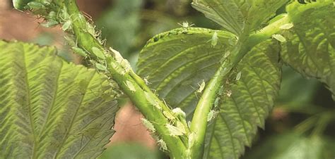 Controlling Aphids On Raspberry Crops Easier This Spring Hort News