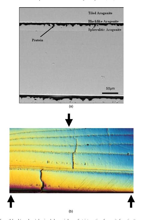 Abalone Shell Structure