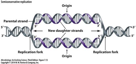 Biol 3200 Exam 3 Flashcards Quizlet