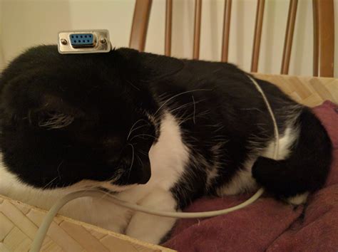 Does Any One Know The Default Port For Consoling Into A Cat R Programmerhumor