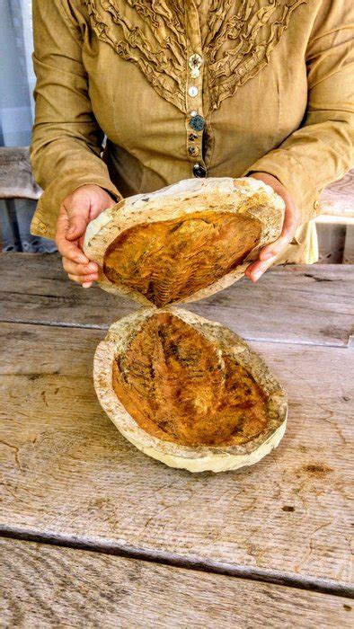 Fossil On Matrix Positive Negative Fossilised Animal Cambropallas