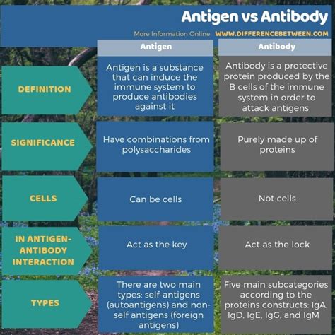 Genetics Difference Between Antigen And Antibody The Key Difference Between Antigen