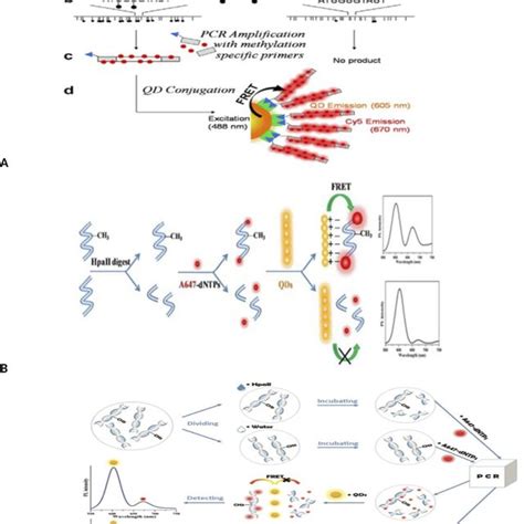 A Schematic Depiction Of Identification Of Dna Methylation Detection