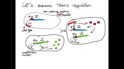 Cis Trans Gene Regulation Youtube