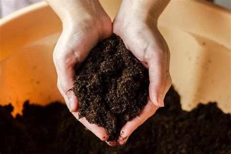 How To Get Rid Of Root Eating Pests Ultimate Guide Small Garden Advice