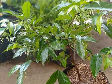 Jual Tanaman Hias Bunga Anting Putri﻿ Jual Bibit Tanaman