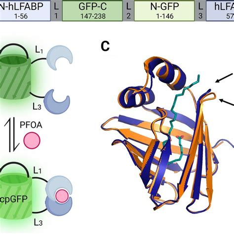 Cpgfp Hlfabp Construct Design Overview A Linear Representation Of Download Scientific