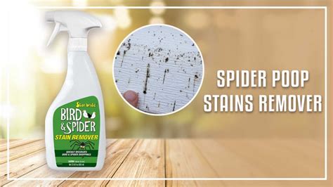 Spider Droppings Identification And Removal Process In 2025