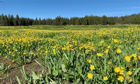 Summer Trail Report — Bear Valley Adventure Co