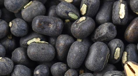 Urdbean Variety Tju 339 Trombay Jawahar Urd 339