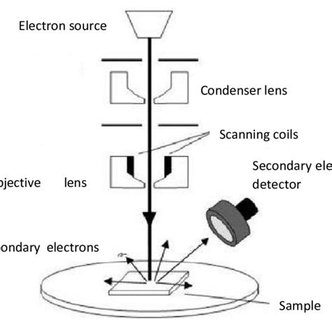 Schematic Setup Of A Scanning Electron Microscope Modified From