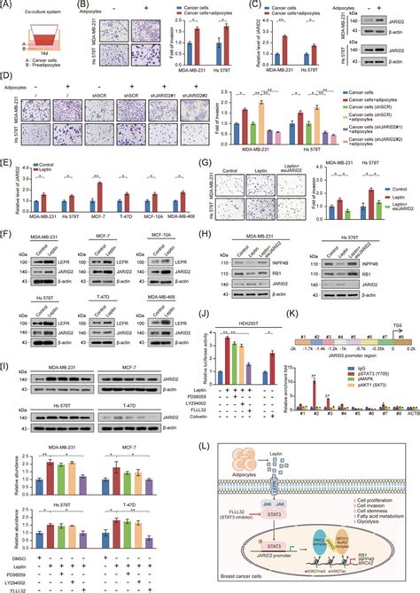 Jarid2 Coordinates With The Nurd Complex To Facilitate Breast