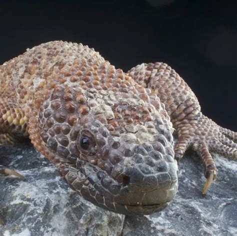 Dangerous Wildlife Cancun Travelers Should Watch Out For While On