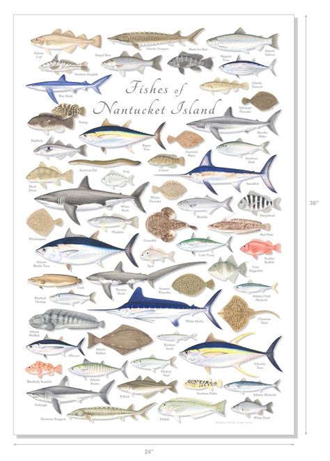 24x36 Fishes Of Nantucket Island Poster Fishes Of Nantucket Poster