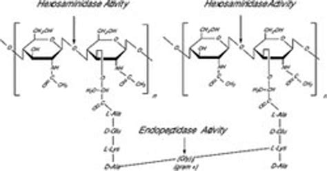 Lysostaphin From Staphylococcus Staphylolyticus