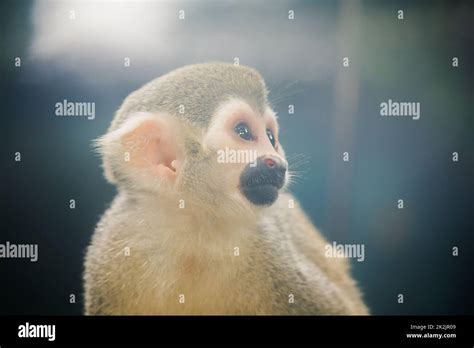 Squirrel Monkey Is A Small Monkey Found In South America Eat Some