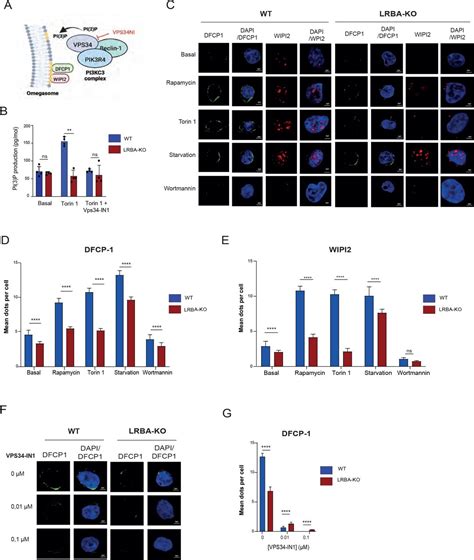 Bafilomycin A 1 Invivogen Bioz