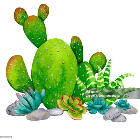 선인장과 다육 식물의 수채화 구성 카드 포스터 발표 문구류 로고 광고 등을 위한 다채로운 손으로 그린 테두리 0명에 대한 스톡 벡터 아트 및 기타 이미지 Istock
