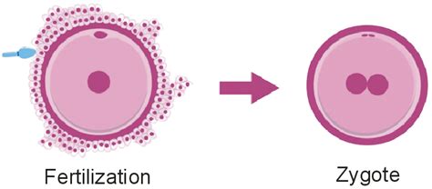 What Is Zygote