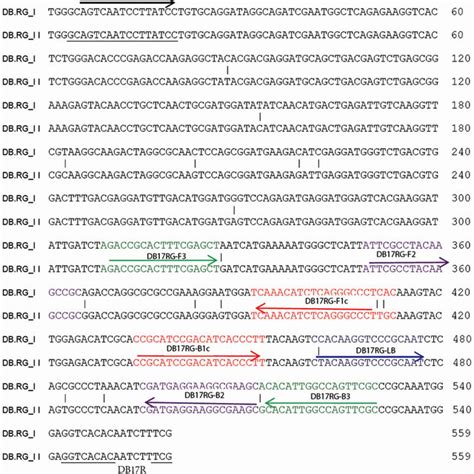 Design Of Lamp Primers For Detection Of D Bryoniae Db Schematic Download Scientific Diagram