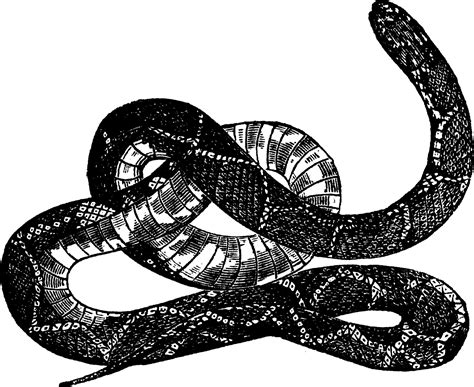 Rey Serpiente O Lampropeltis Gétula Clásico Grabado 35036263 Vector En