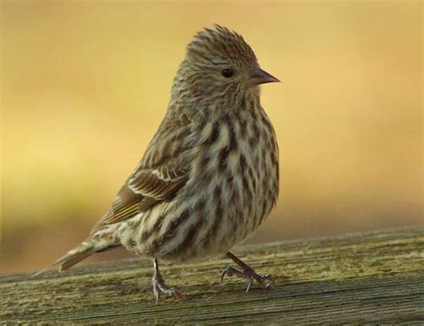 Little Brown And White Striped Belly Bird Brown Bird Striped Little