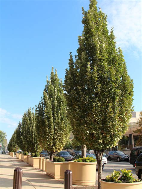 Regal Prince® Oak J Frank Schmidt And Son Co
