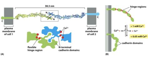 Ch 19 Cell Junctions And The Extracellular Matrix Flashcards Quizlet