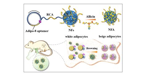 Aptamer Functionalized Binary Drug Delivery System For Synergetic