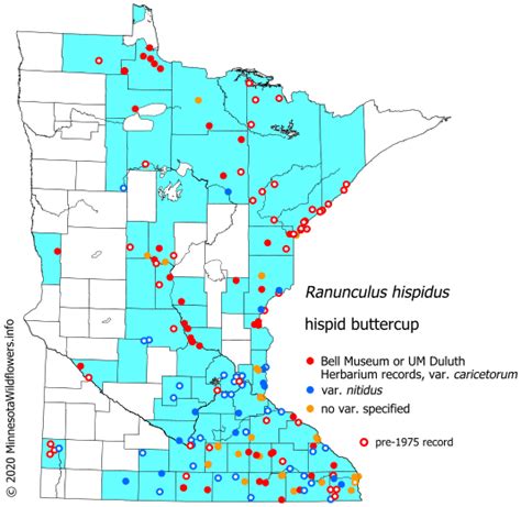 Ranunculus Hispidus Prairie Restorations Inc
