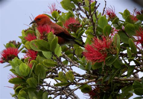 Apapane Great Bird Pics