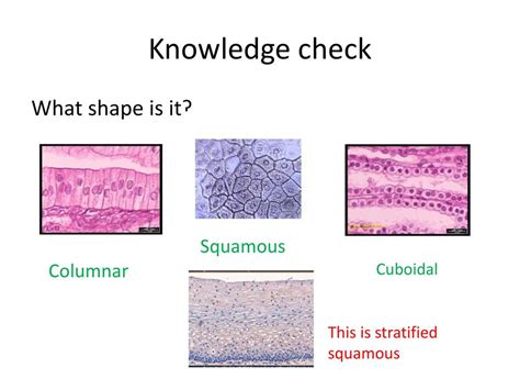 Epithelial Tissue Notes Ppt Download