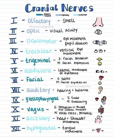 Pdf A4 Cheat Sheet Cranial And Spinal Nerves Digital Download Artofit
