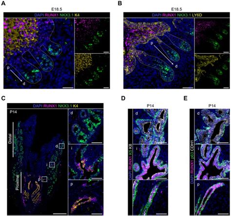 Figures And Data In Runx1 Marks A Luminal Castration Resistant Lineage