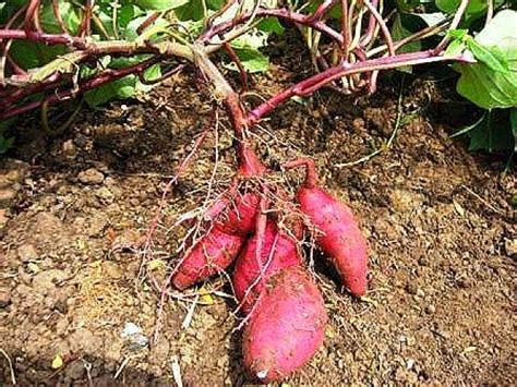 Ipomoea Batatas