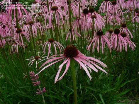 Echinacea Simulata Alchetron The Free Social Encyclopedia