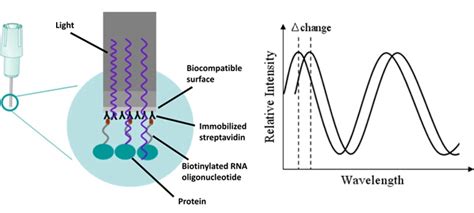 Bio Layer Interferometry Bli Profacgen