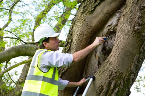 Arboricultural Surveys Leeds Tree Care Services