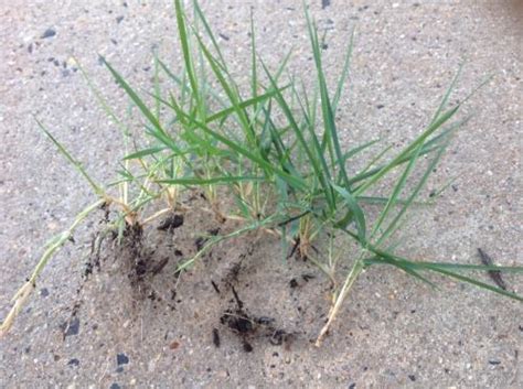 Grass With Vine Roots