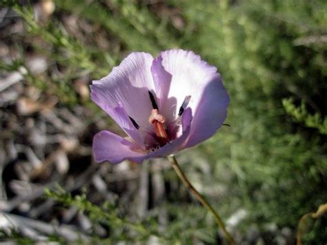 Splendid Mariposa Lily Photos Page 1
