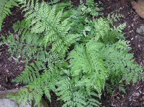 Asplenium Bulbiferum Boething Treeland Farms